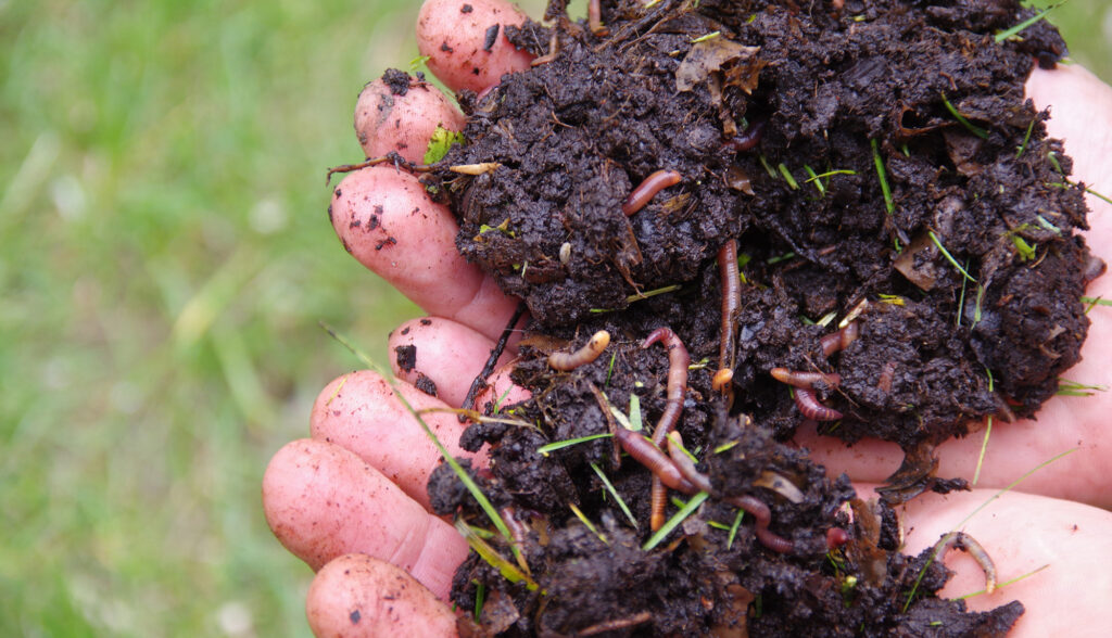 Better water management with the help of earthworms - Chief Scientist ...