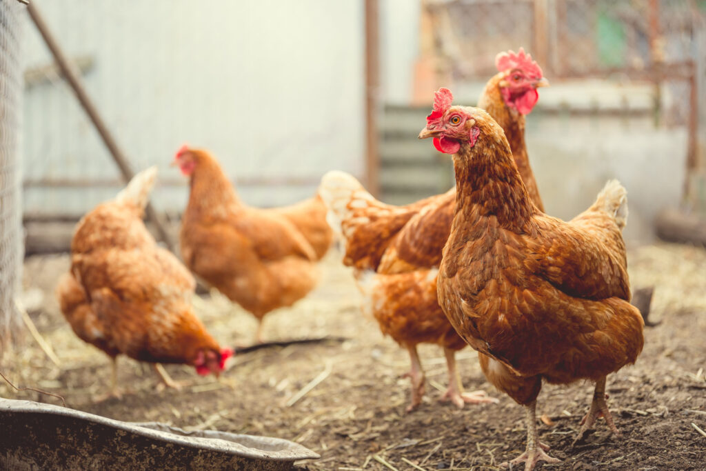 Moins d’antibiotiques dans nos poulets - Scientifique en chef du Québec